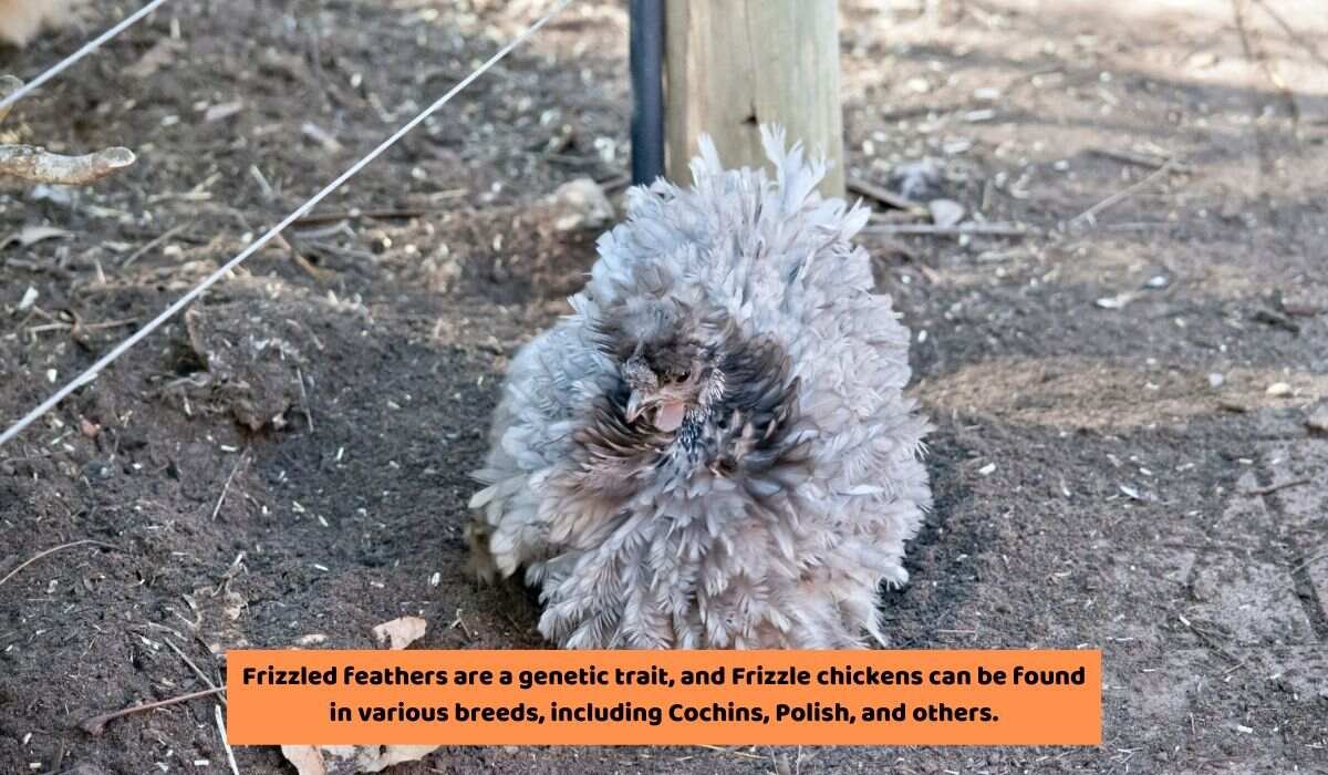 Fancy Feather Foot Chicken Breeds (+13 Breeds And Purposes)