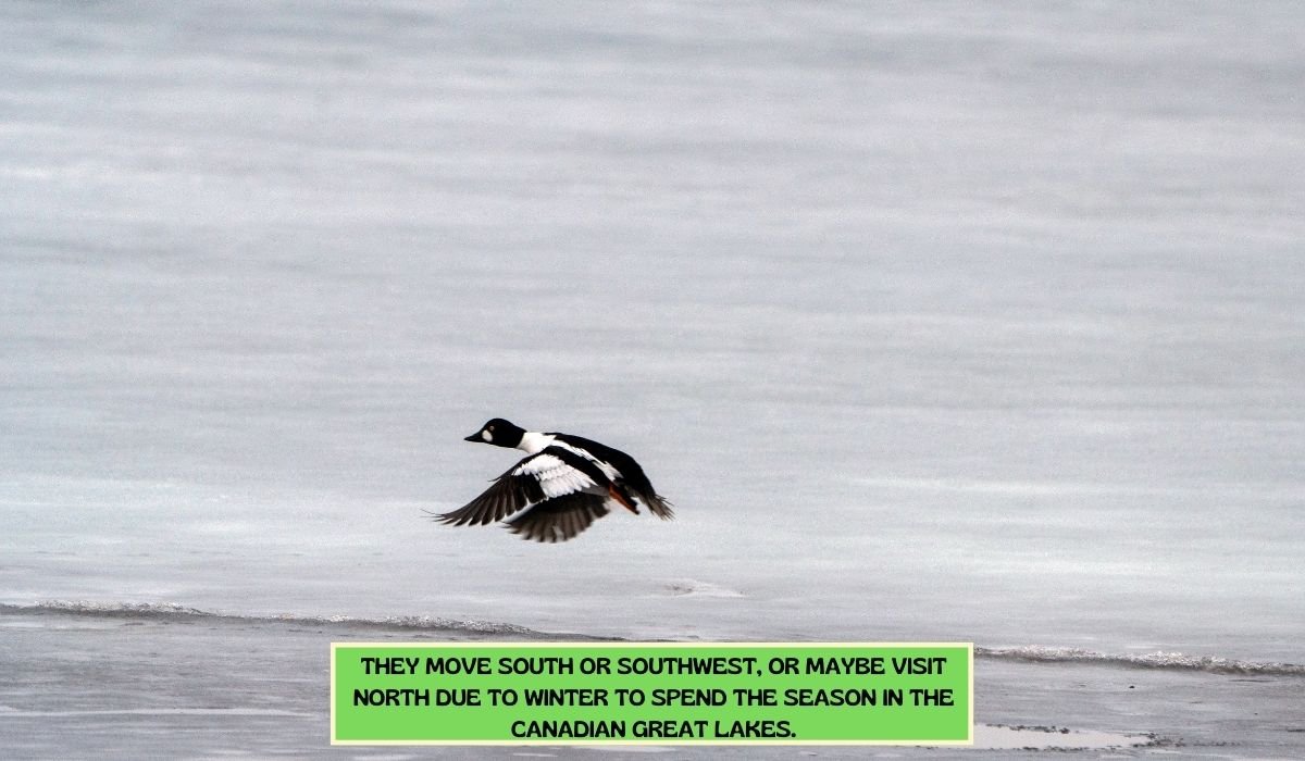 Hooded Merganser [Fish Eating Diving Duck!] - FowlFamily