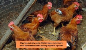 Why Are My Chickens So Noisy? Considering 6 Factors!