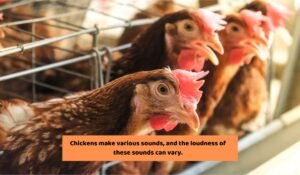 Why Are My Chickens So Noisy? Considering 6 Factors!