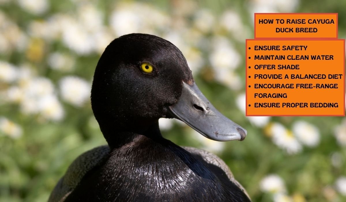 About Cayuga Duck Breed (Top 3 Secrets Of Raising)