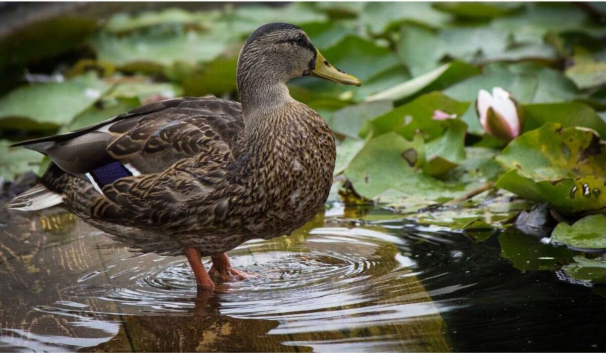 Do Ducks Need Water? 5 Contribution Of Water! - FowlFamily