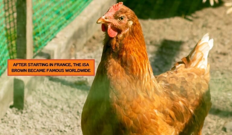 Isa Brown Chicken Breed - 13 Guides To Raise - FowlFamily