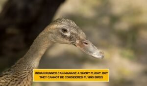 12 Kind Of Duck Breeds That Can’t Fly!