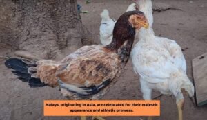17+ Most Aggressive Chicken Breeds - FowlFamily
