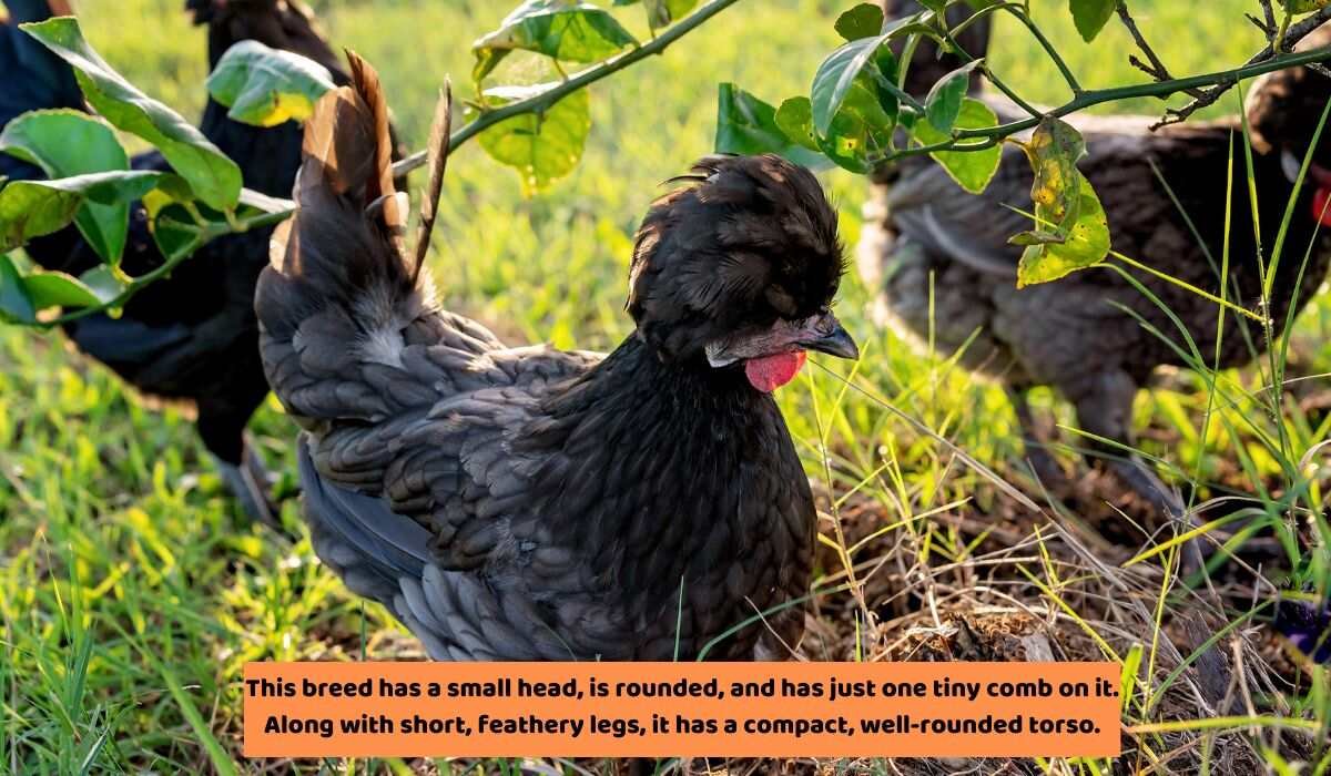 Fancy Feather Foot Chicken Breeds (+13 Breeds And Purposes)
