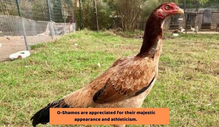 17+ Most Aggressive Chicken Breeds - FowlFamily