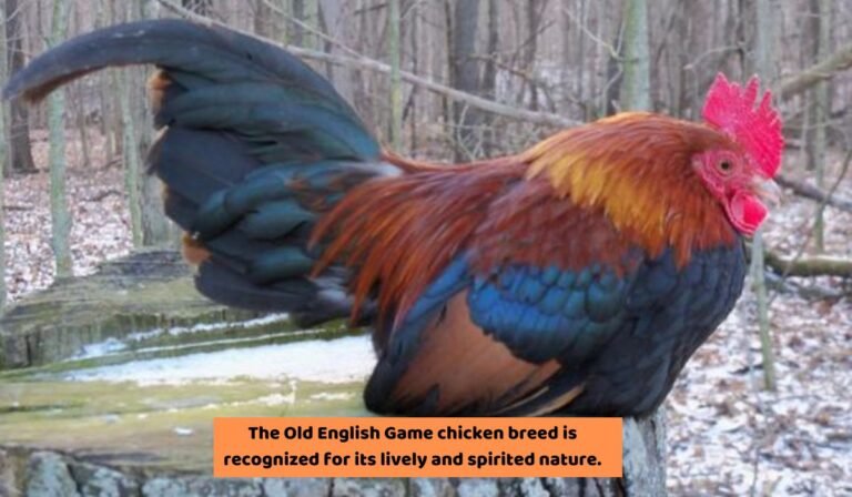 17+ Most Aggressive Chicken Breeds - FowlFamily