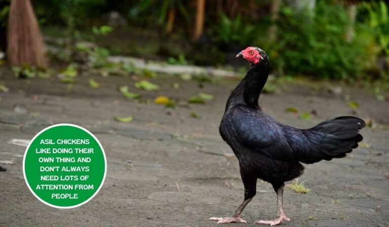 About Asil Chicken Breed (5 Breeding Tips) - FowlFamily