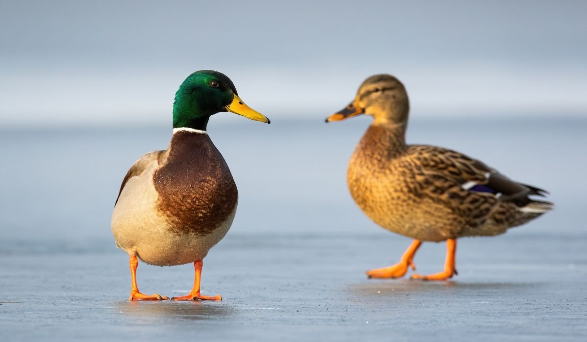 About Elizabeth Duck Breed: 5 Pros And Cons - FowlFamily