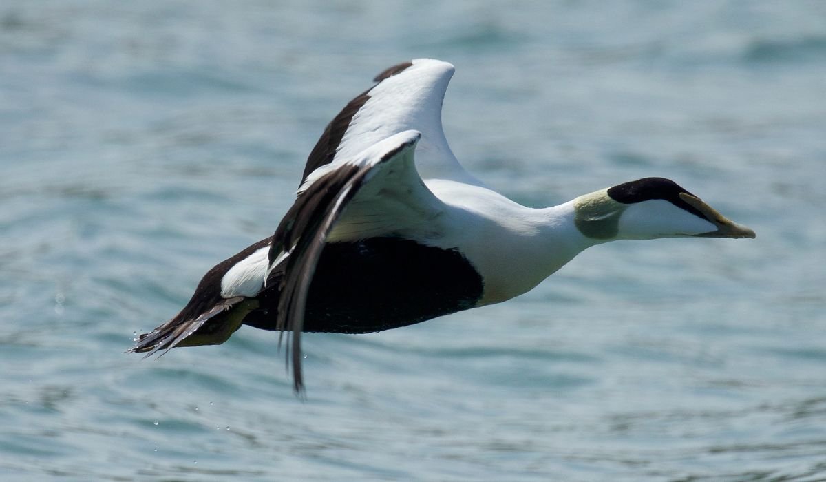Eider Duck Breed And 4 Notable Purposes! - FowlFamily