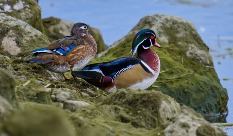 Wood Duck Breed With 4 Different Purposes! - FowlFamily