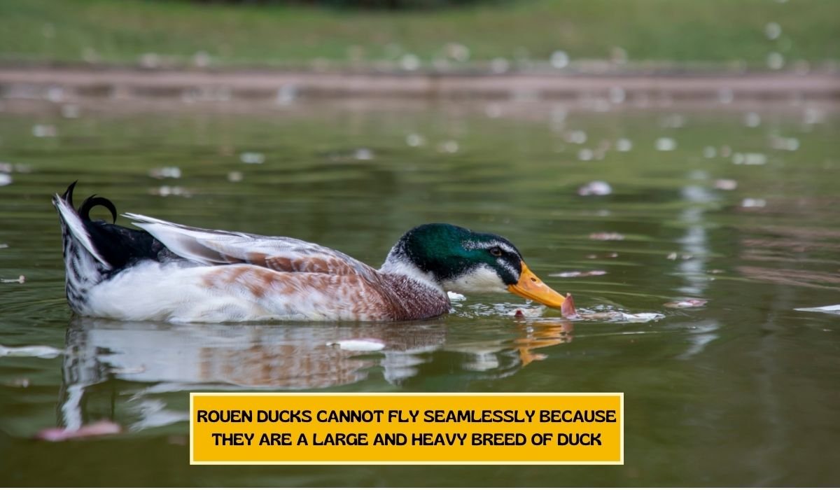 12 Kind Of Duck Breeds That Can’t Fly!