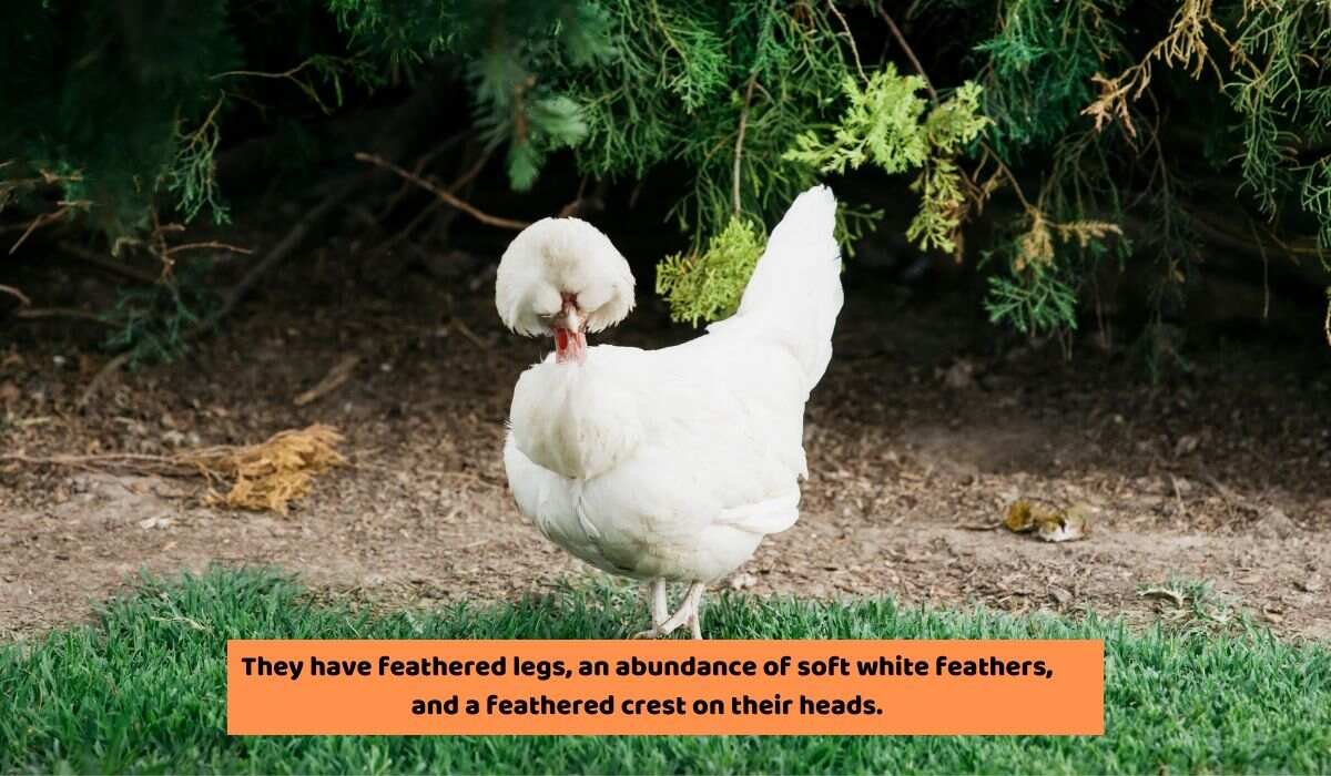 Fancy Feather Foot Chicken Breeds (+13 Breeds And Purposes)