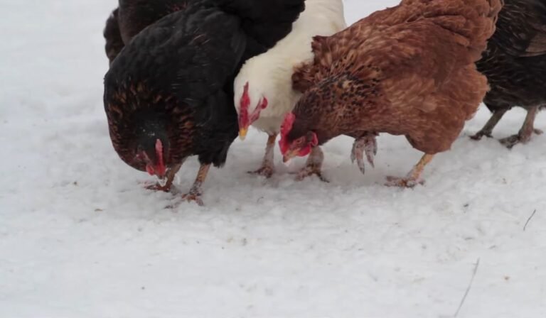 11 Must-Do's For Happy Chickens In Winter Time! - FowlFamily
