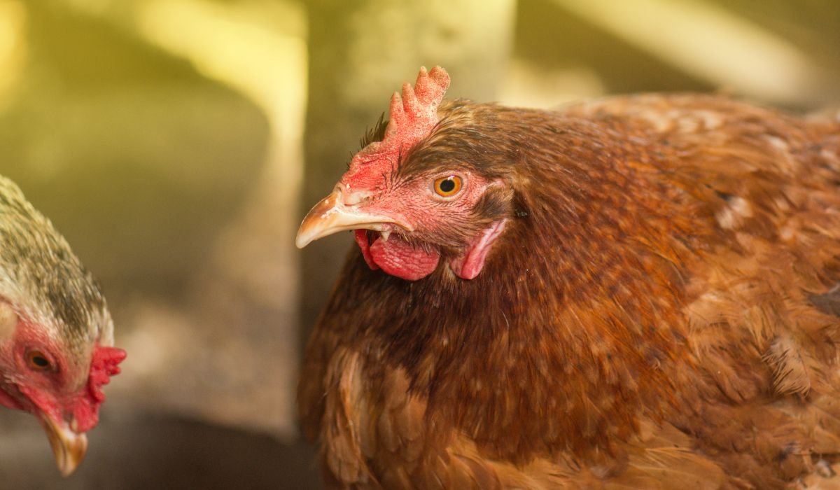 5 Reasons Why You Should Raise Welsummer Chickens!