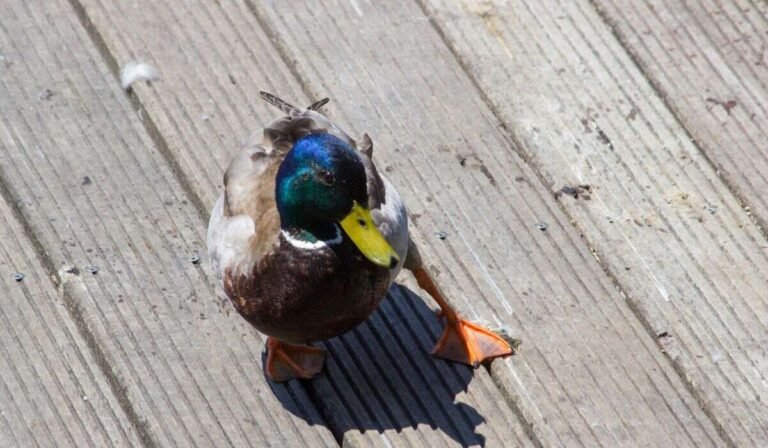 How To Fix A Broken Duck Leg? [3 Effective Treatments!]