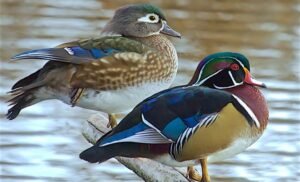 Wood Duck Breed With 4 Different Purposes! - FowlFamily