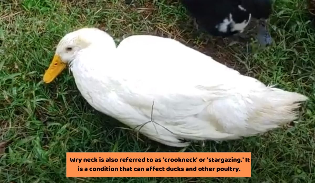 How Do You Fix Wry Neck In Ducks? [5 Key Treatment Tips!]