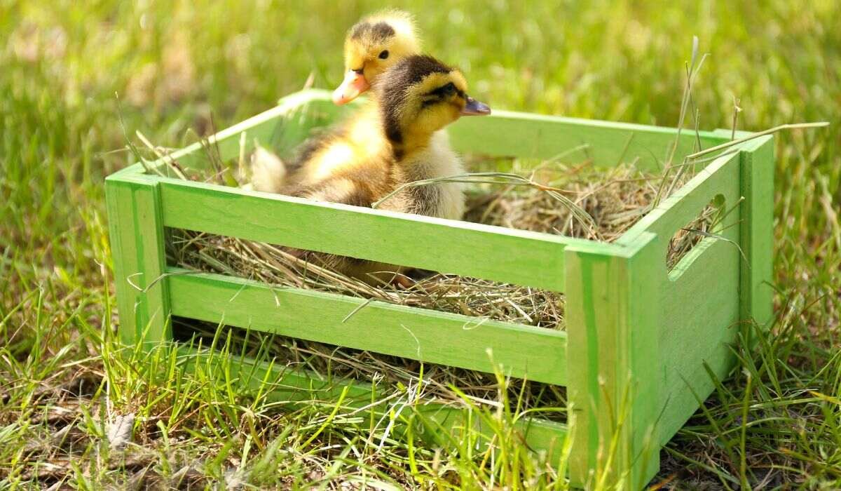 5 Must-Know Tips On Raising Ducks For Beginners - FowlFamily