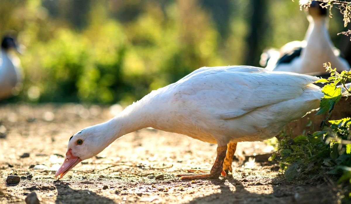 How Do You Protect Backyard Ducks From Predators? - FowlFamily