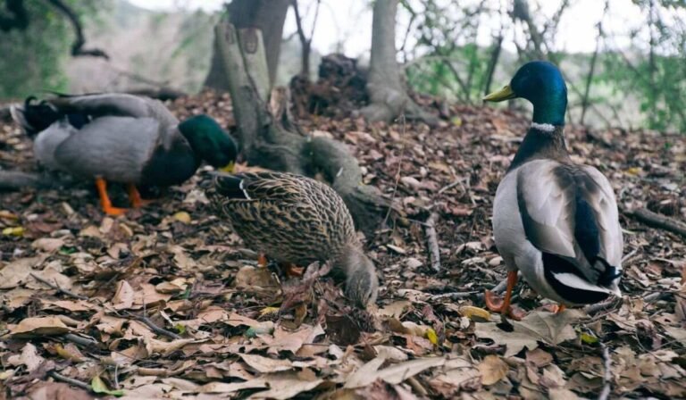 How Do You Protect Backyard Ducks From Predators? - FowlFamily