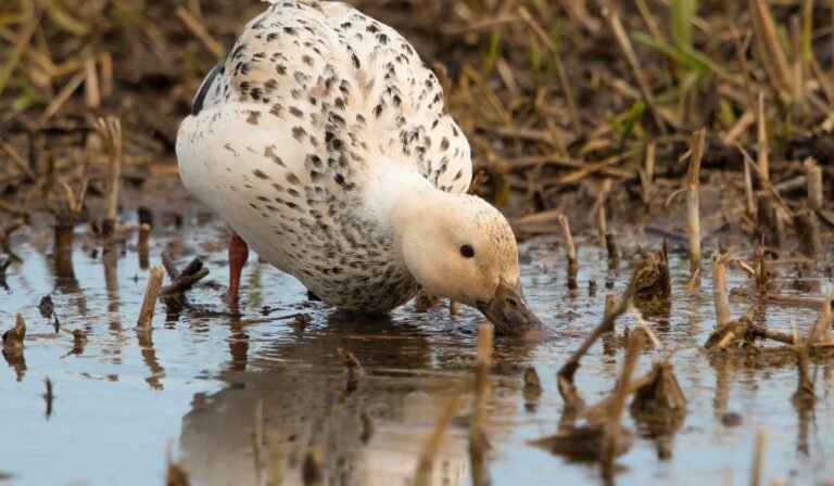 How Do You Protect Backyard Ducks From Predators? - FowlFamily