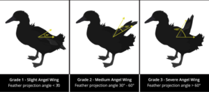 5 Causes And 2 Recovery Tips Of Angel Wings In Ducks