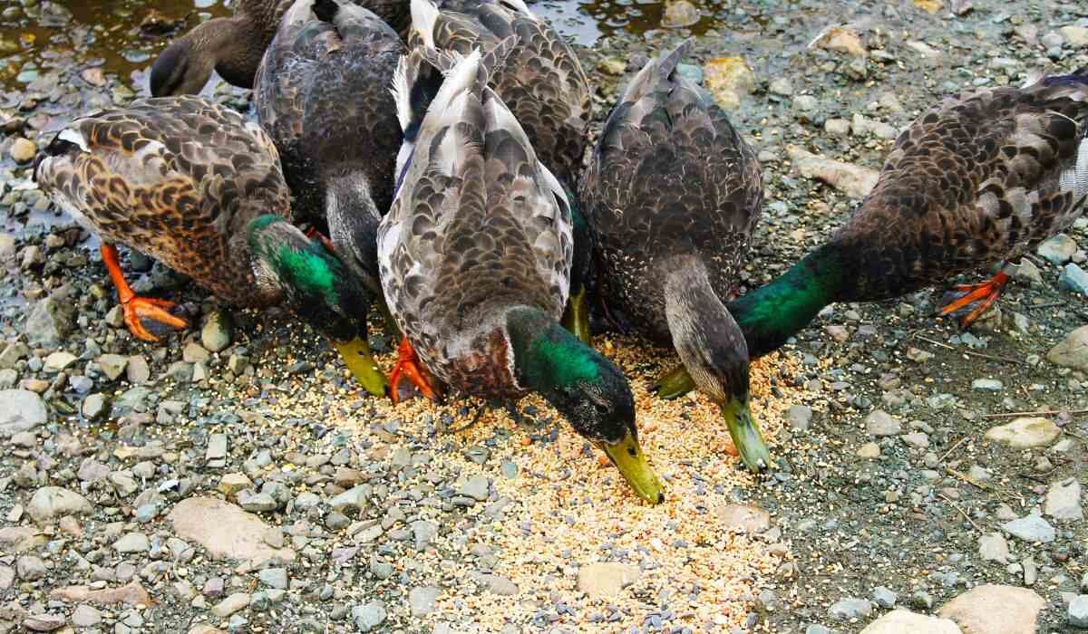 What Do Ducks Eat? They’re Ommivores !! - FowlFamily