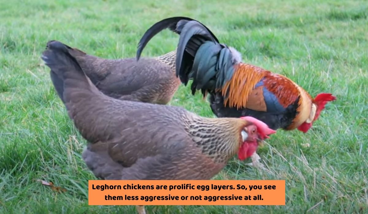 17+ Most Aggressive Chicken Breeds - FowlFamily
