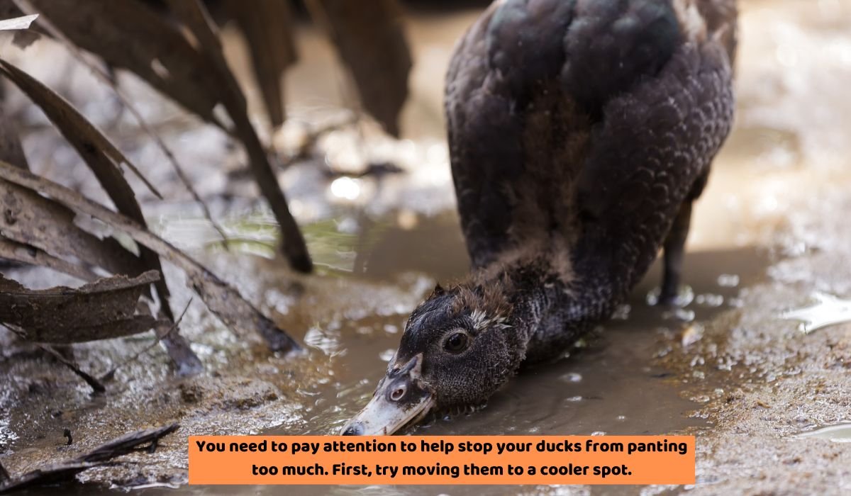 Why Is My Duckling Panting