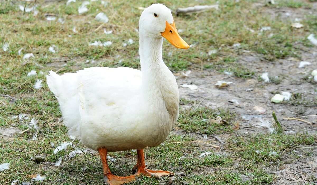 Does Duck Have Salmonella? 6 Symptoms To Watch Out For!