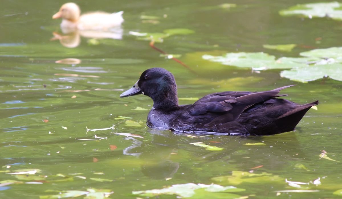 French Duclair Duck Breed: 5 Raising Tips - FowlFamily