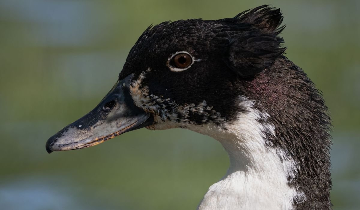 French Duclair Duck Breed: 5 Raising Tips - FowlFamily