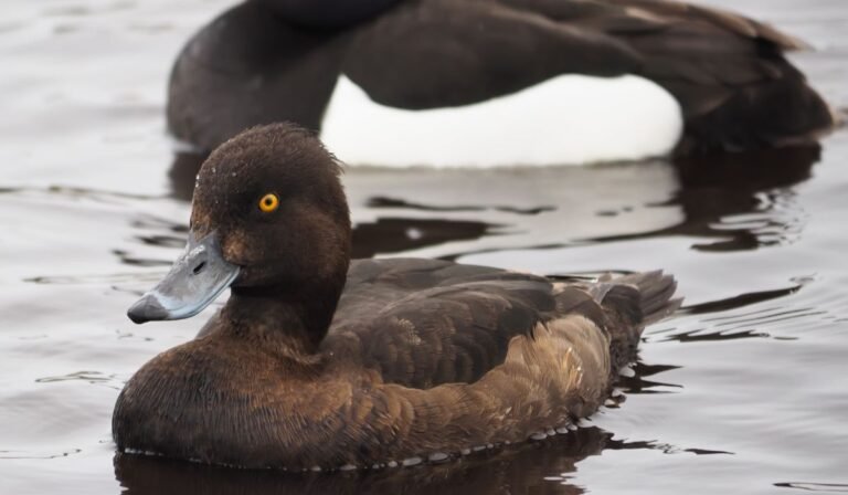 French Duclair Duck Breed: 5 Raising Tips - FowlFamily