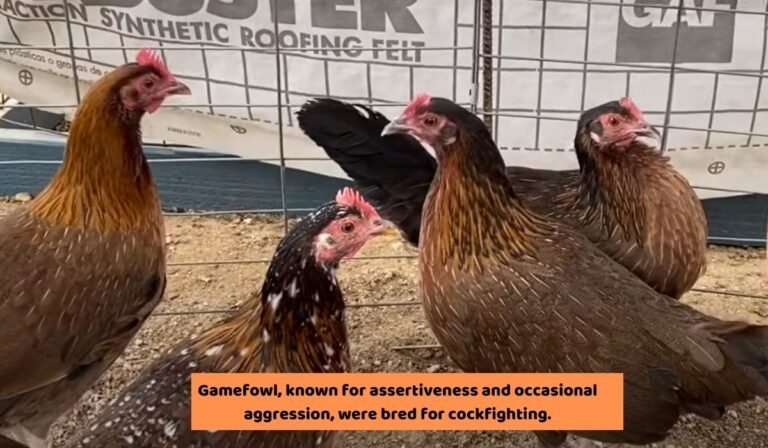 17+ Most Aggressive Chicken Breeds - FowlFamily