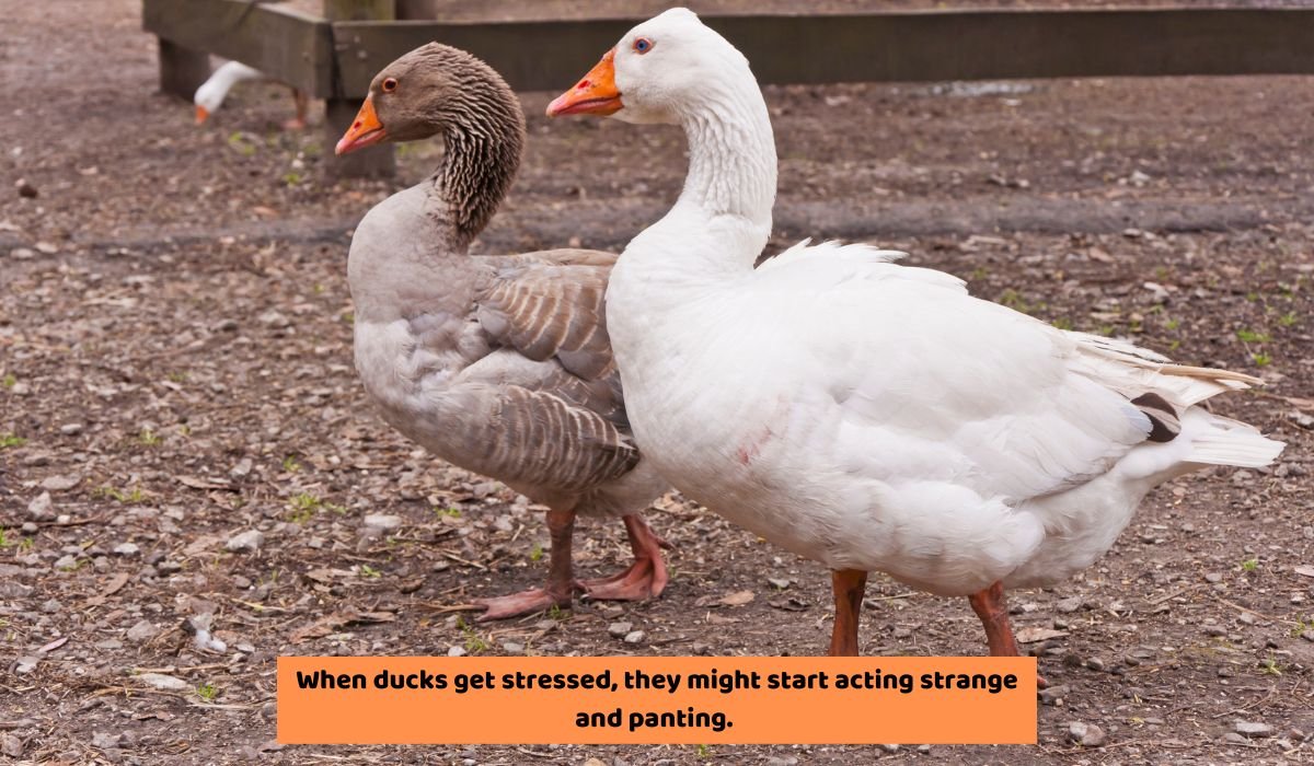 Why Is My Duck Panting? [4 Causes And Taking Swift Actions]