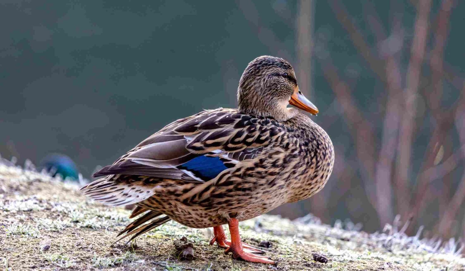 Can Ducks Die From Loneliness? 9 Signs Will Tell The Chance!