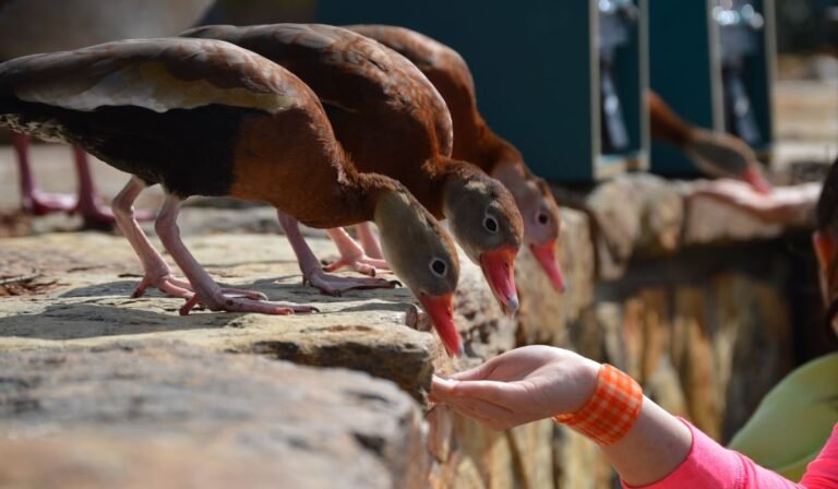 What Do Ducks Eat? They’re Ommivores !! - FowlFamily