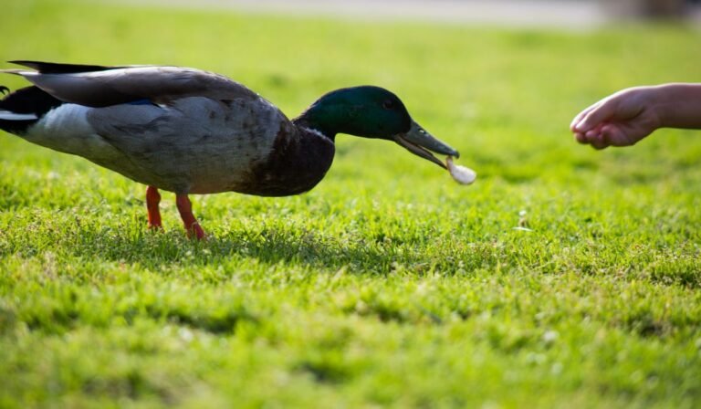 What Do Ducks Eat? They’re Ommivores !! - FowlFamily