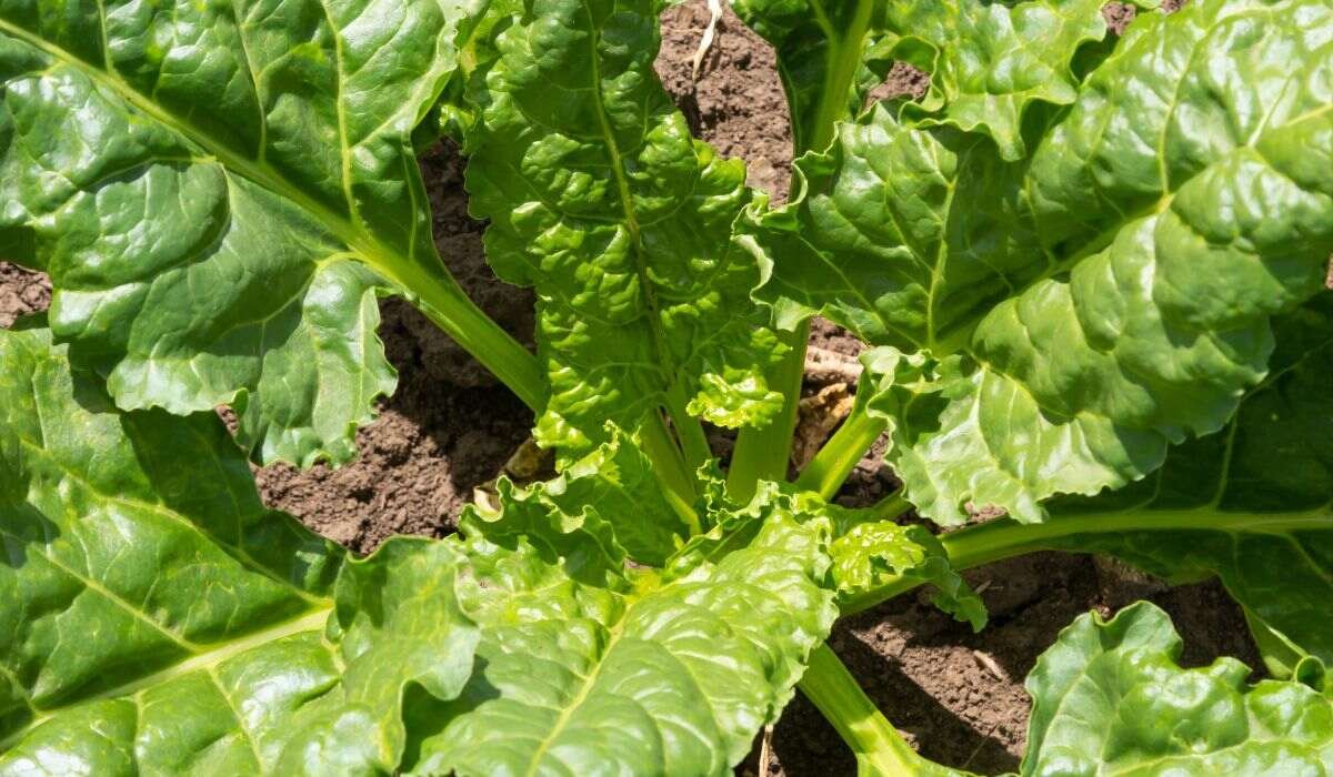 Can Ducks Eat Spinach? 3 Beneficial Facts Of Leafy Greens!
