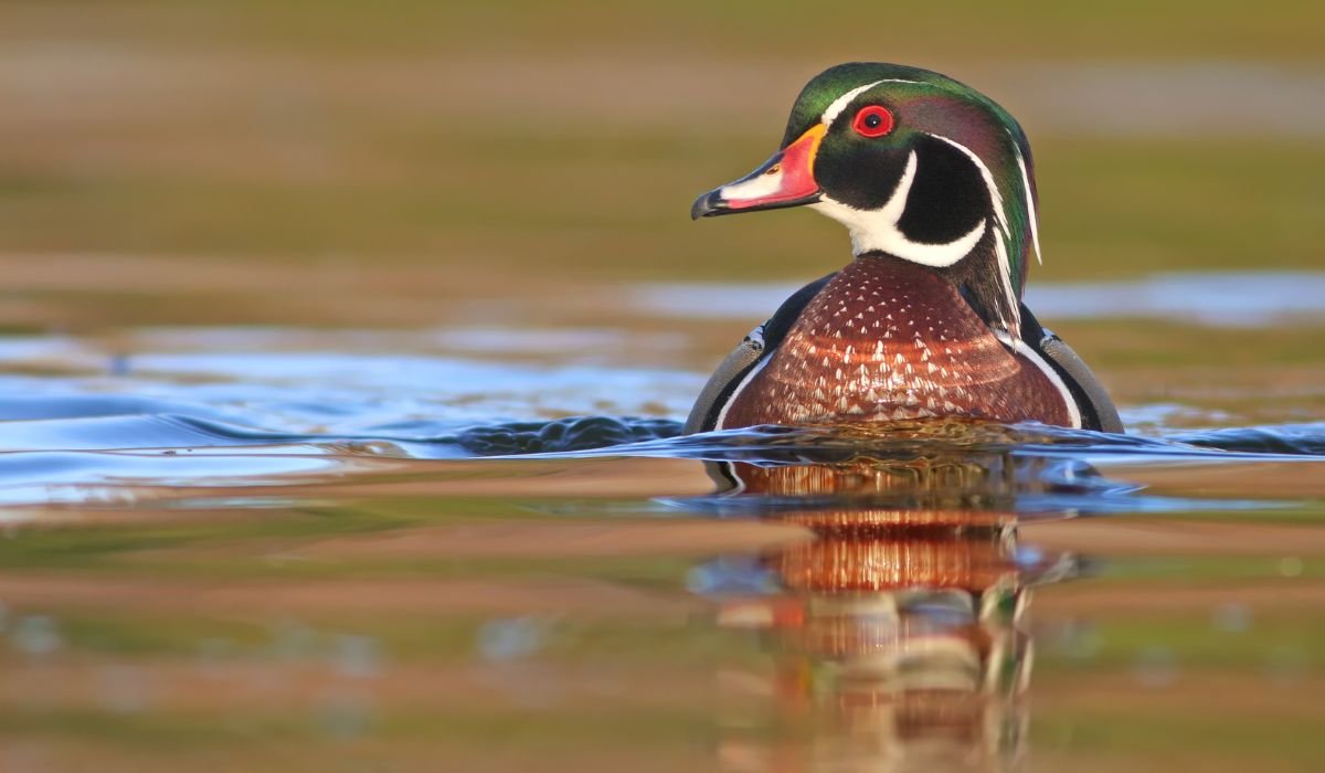 Wood Duck Breed With 4 Different Purposes! - FowlFamily