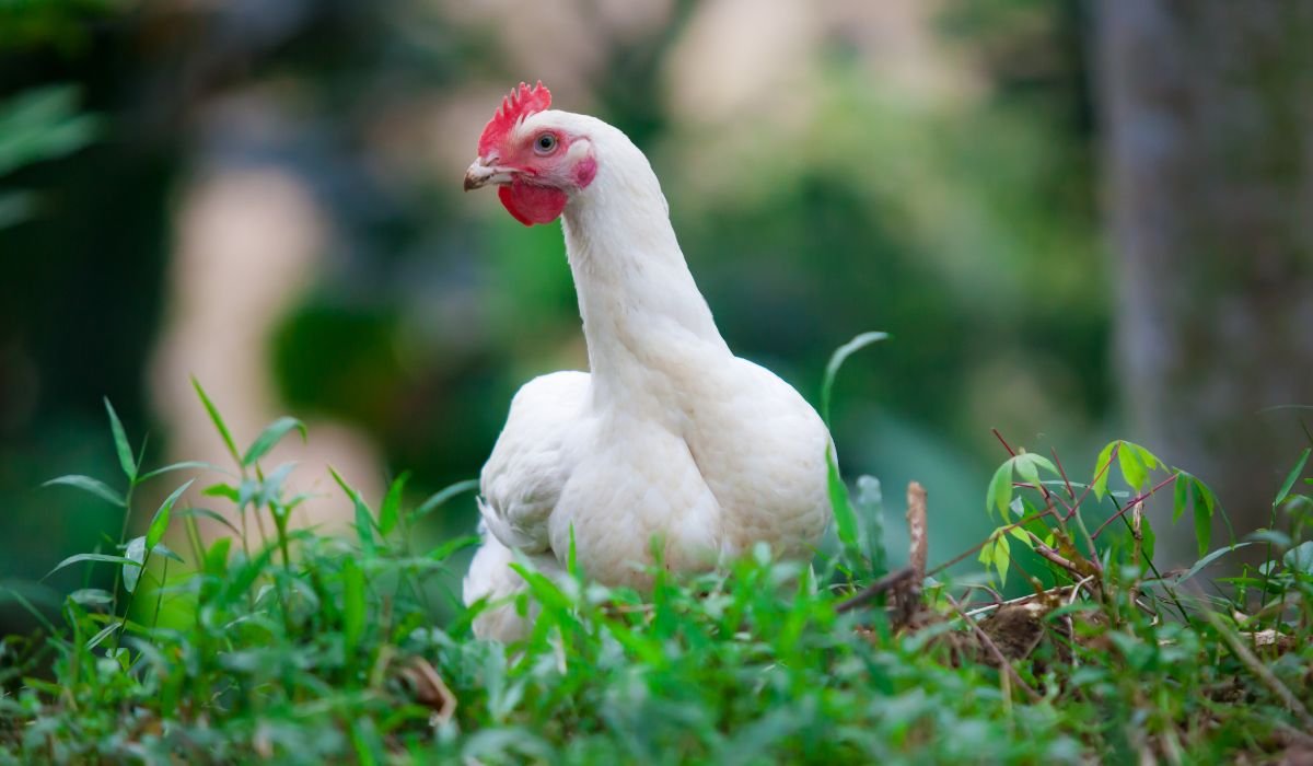About Amberlink Chicken Breed - [3 Commercial Backlogs!]