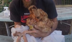 9 Aftercare For Egg Yolk Peritonitis In Chicken Surgery!