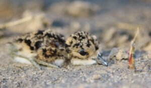 7 Causes For My Chick's Death After Hatching! - FowlFamily