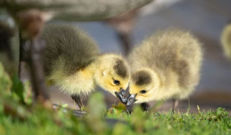 How To Get Rid Of Flies In Duck Coop? 6 Easy Ways!