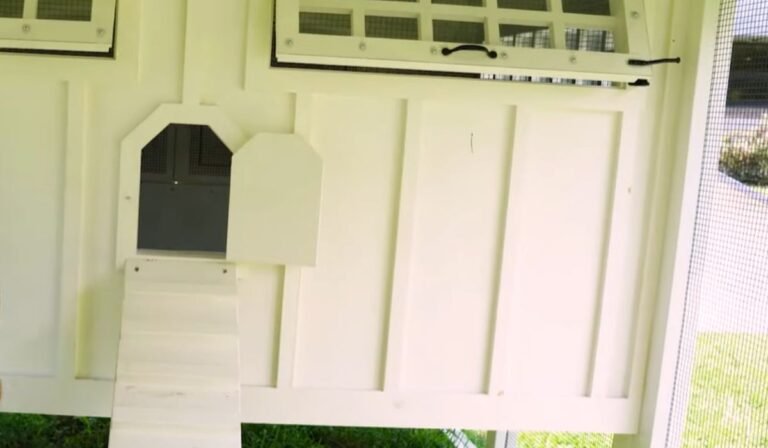 10 Best Chicken Coop Ramp And Ladder Ideas! - FowlFamily
