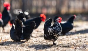 Blue Isbar Chicken Breed - How To Successfully Breed Them?