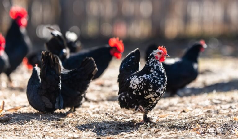Blue Isbar Chicken Breed - How To Successfully Breed Them?