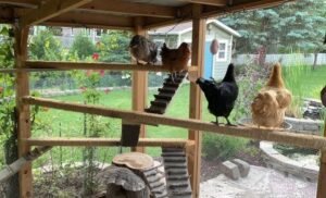 8 Steps To Build A Chicken Playground! - FowlFamily